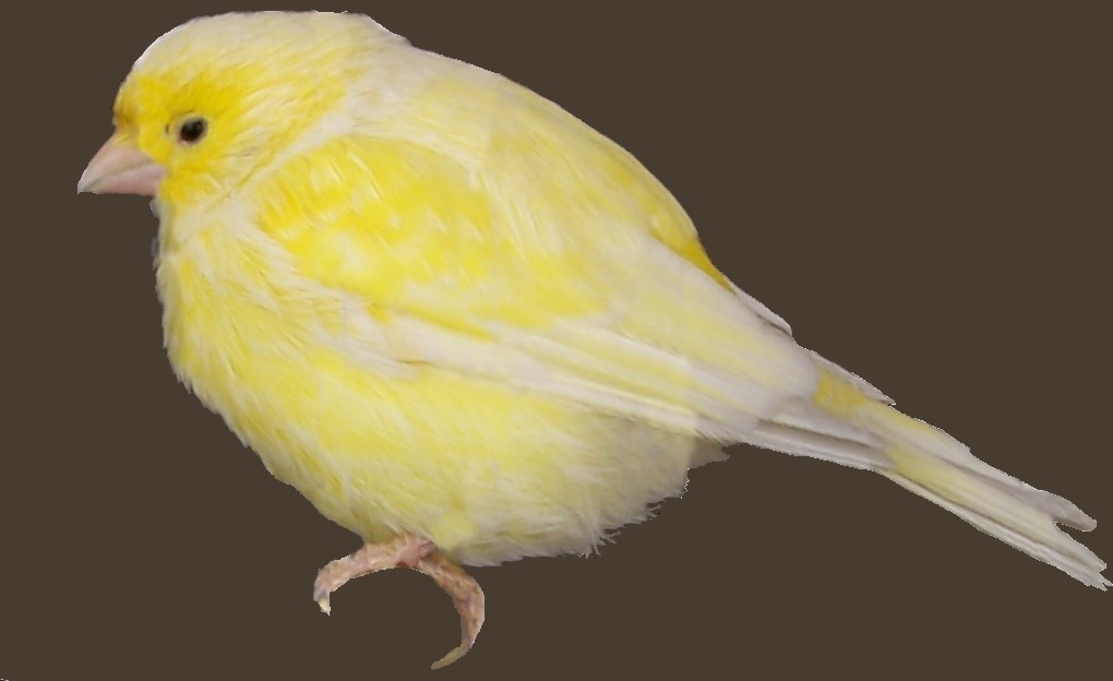 Pajarito 1080p